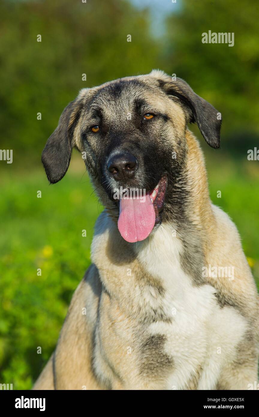 Kangal Shepherd Dog High Resolution Stock Photography and Images - Alamy