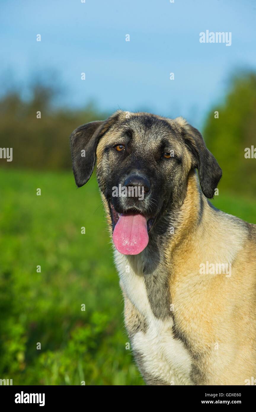 Kangals High Resolution Stock Photography and Images - Alamy