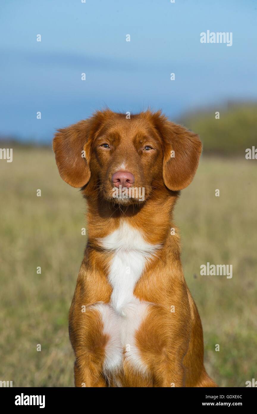 Two duck hunters hi-res stock photography and images - Alamy