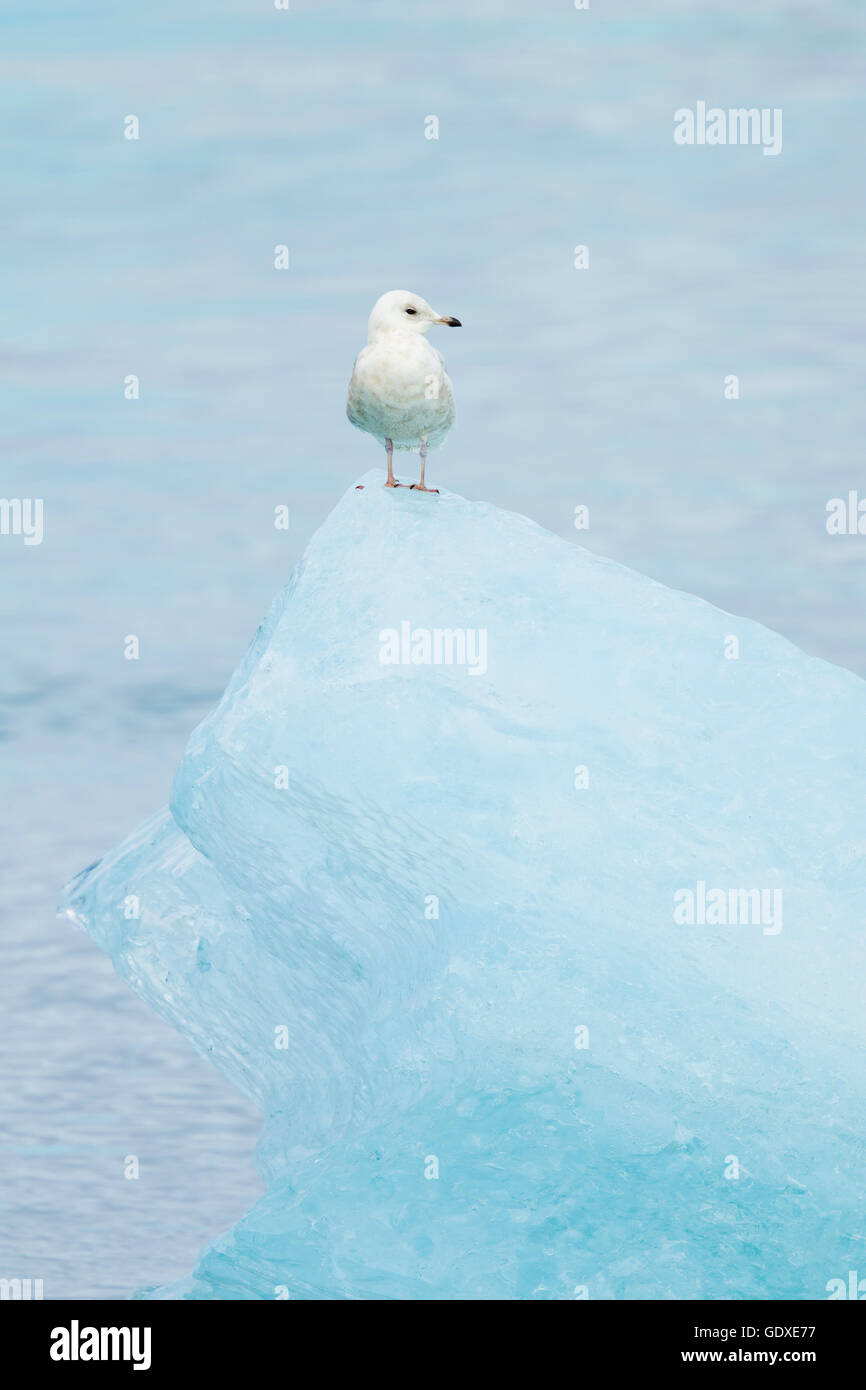 Glaucous Gull - immature bird on blue iceberg Larus hyperboreus ...