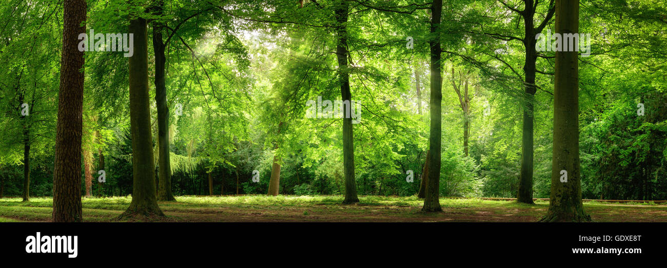 Soft wood tree hi-res stock photography and images - Alamy