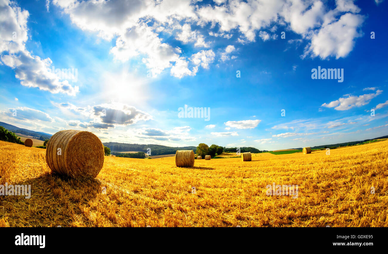 Gold field hi-res stock photography and images - Alamy