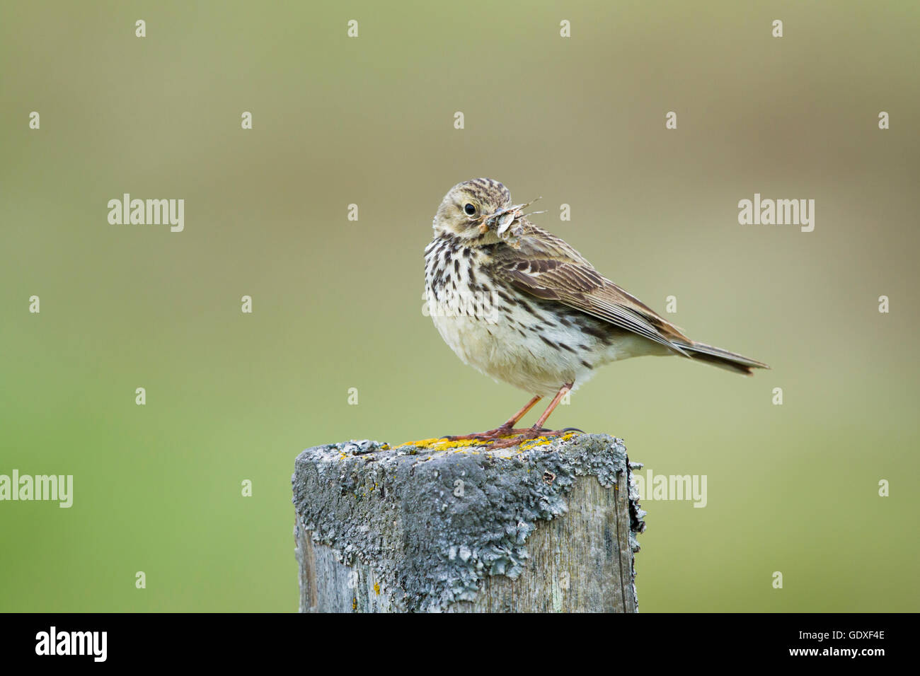 Meadow Pipit - carrying moth to feed young Anthus pratensis Flo Nature ...
