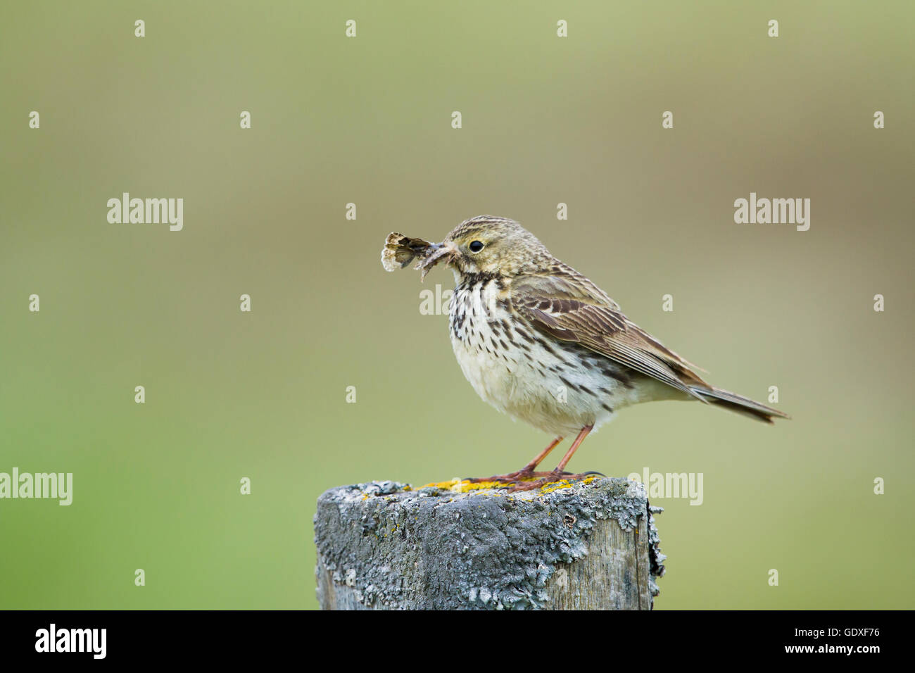 Pipit carrying moth feed young hi-res stock photography and images - Alamy