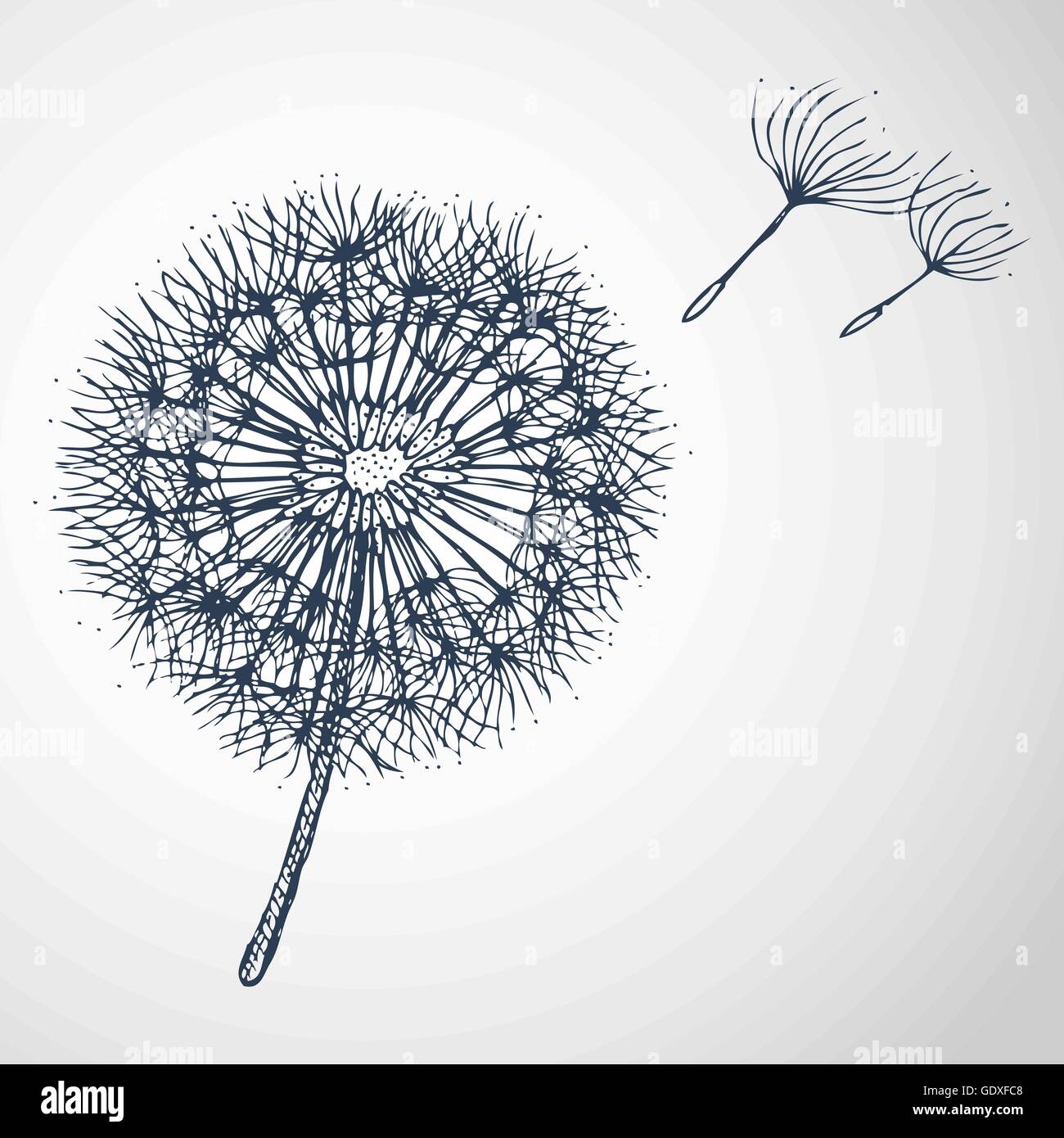 dandelion vector hand drawn Stock Vector Image & Art - Alamy