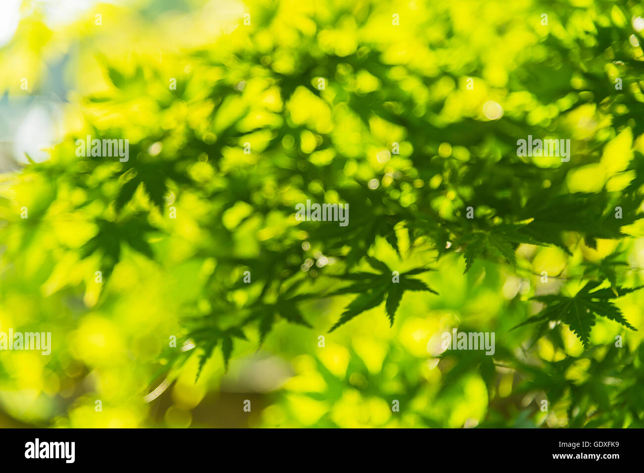 Blurred green maple leaves Stock Photo - Alamy