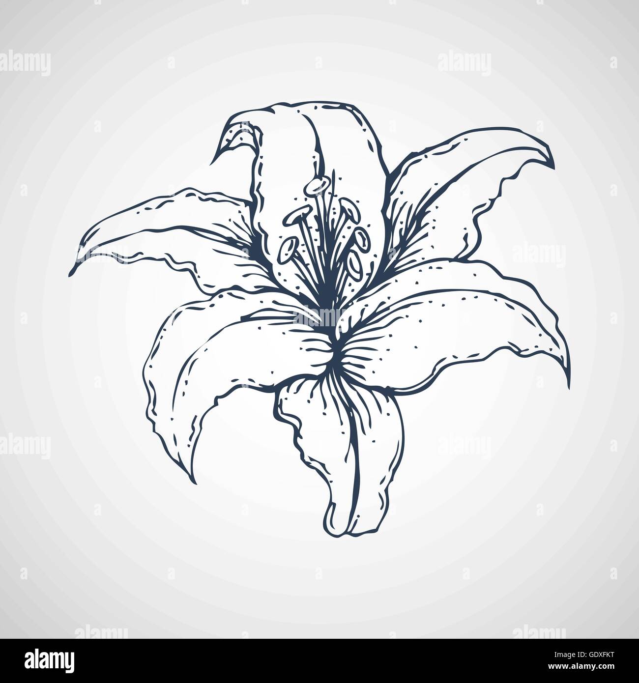 lilies Vector hand drawn Stock Vector Image & Art - Alamy