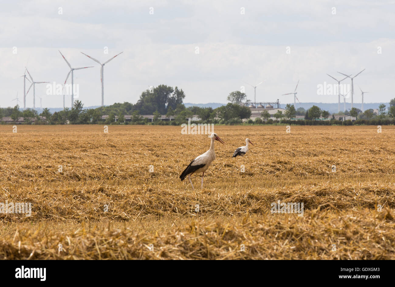 Storks in a field in Germany, 2014 Stock Photo - Alamy