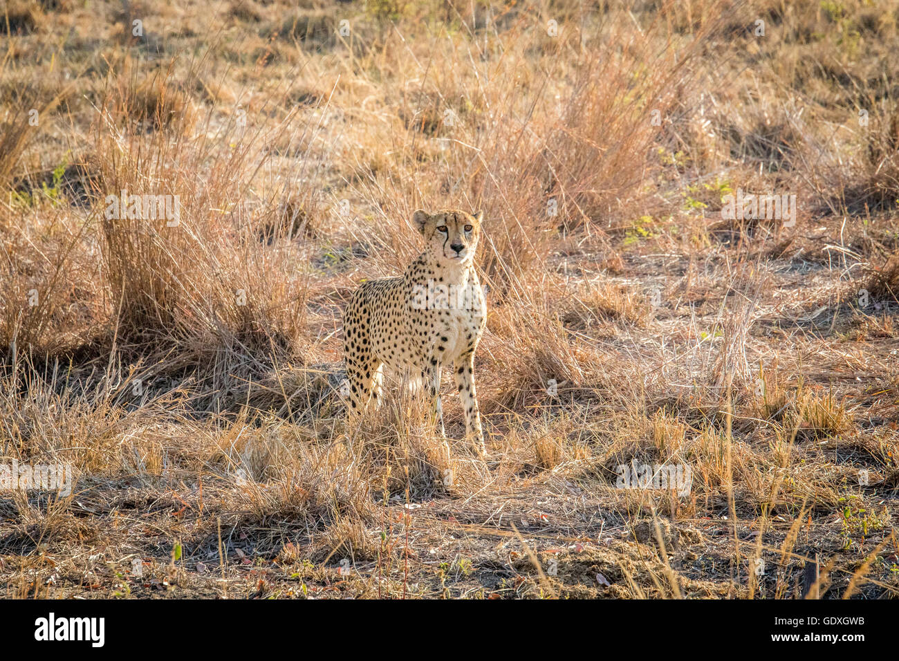 Starring Cheetah in the grass in the Sabi Sabi game reserve, South ...