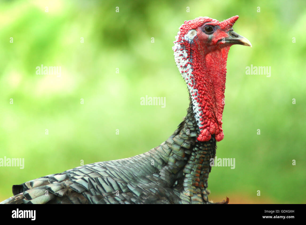 Turkey snood hi-res stock photography and images - Alamy