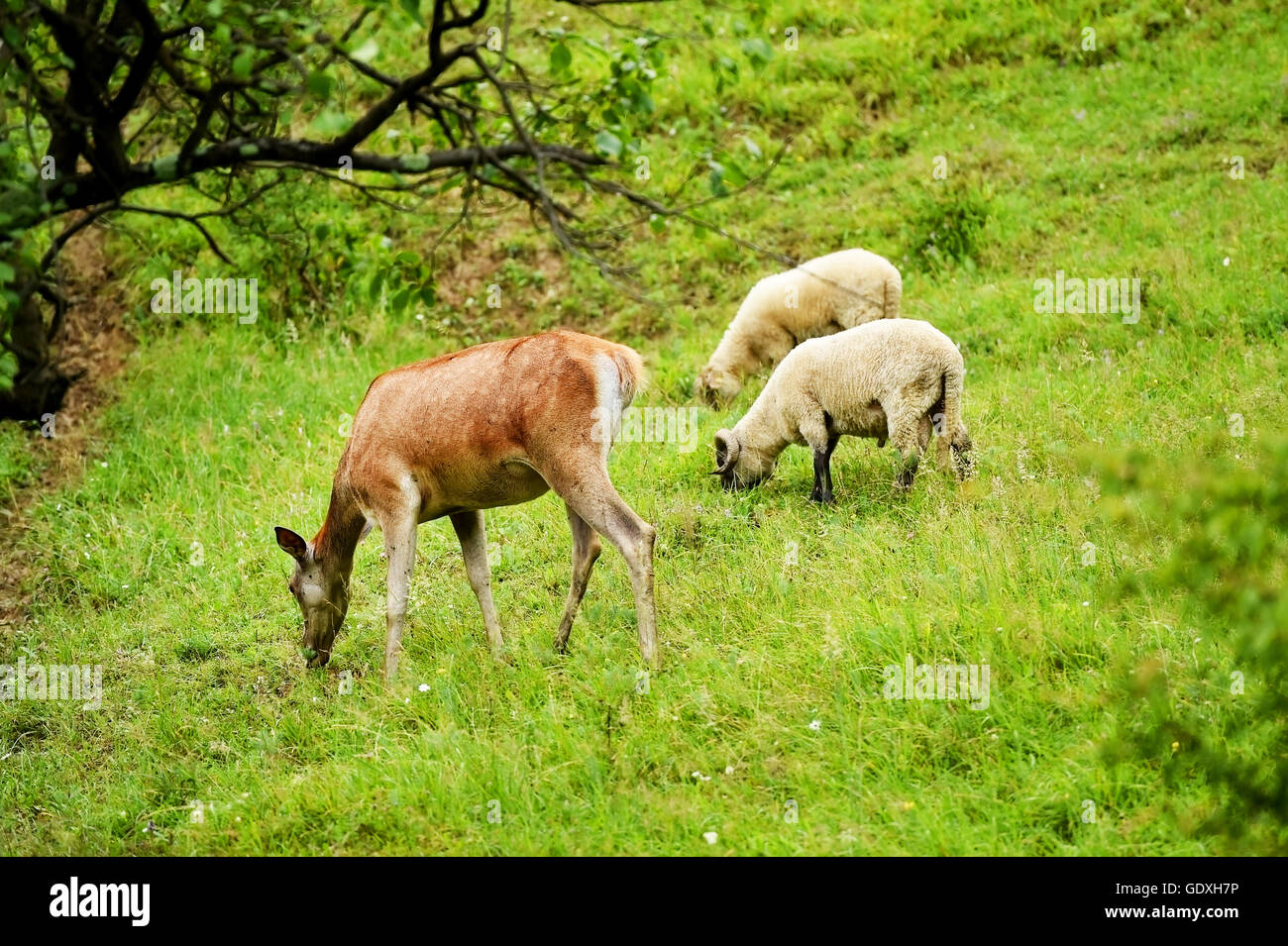A deer graze next to sheep on a meadow Stock Photo - Alamy