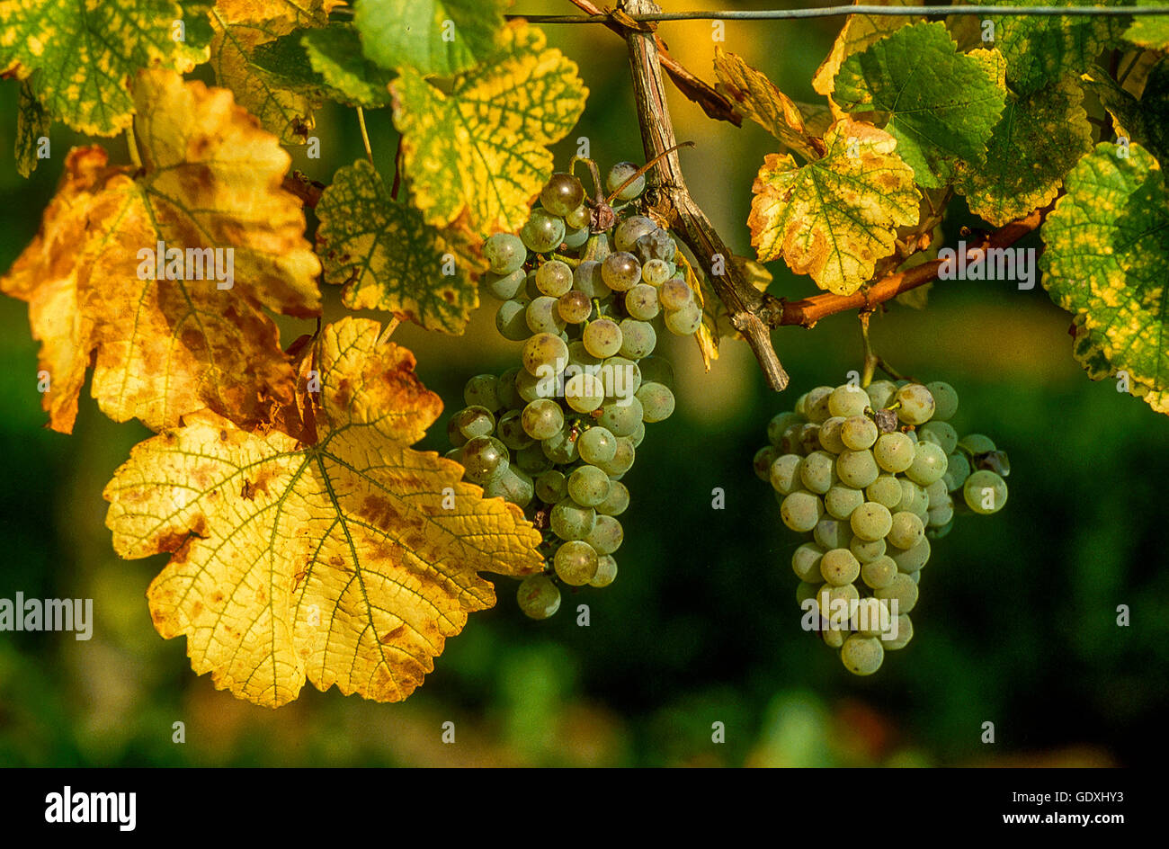 Vineyard in alsace elsass hi-res stock photography and images - Alamy