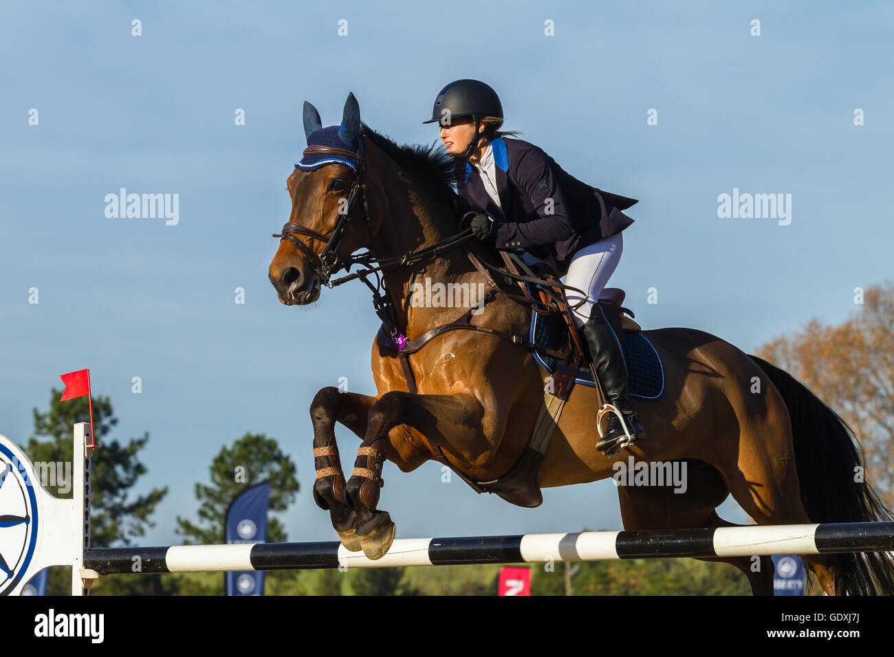 Rider horse equestrian show jumping action in arena Stock Photo - Alamy