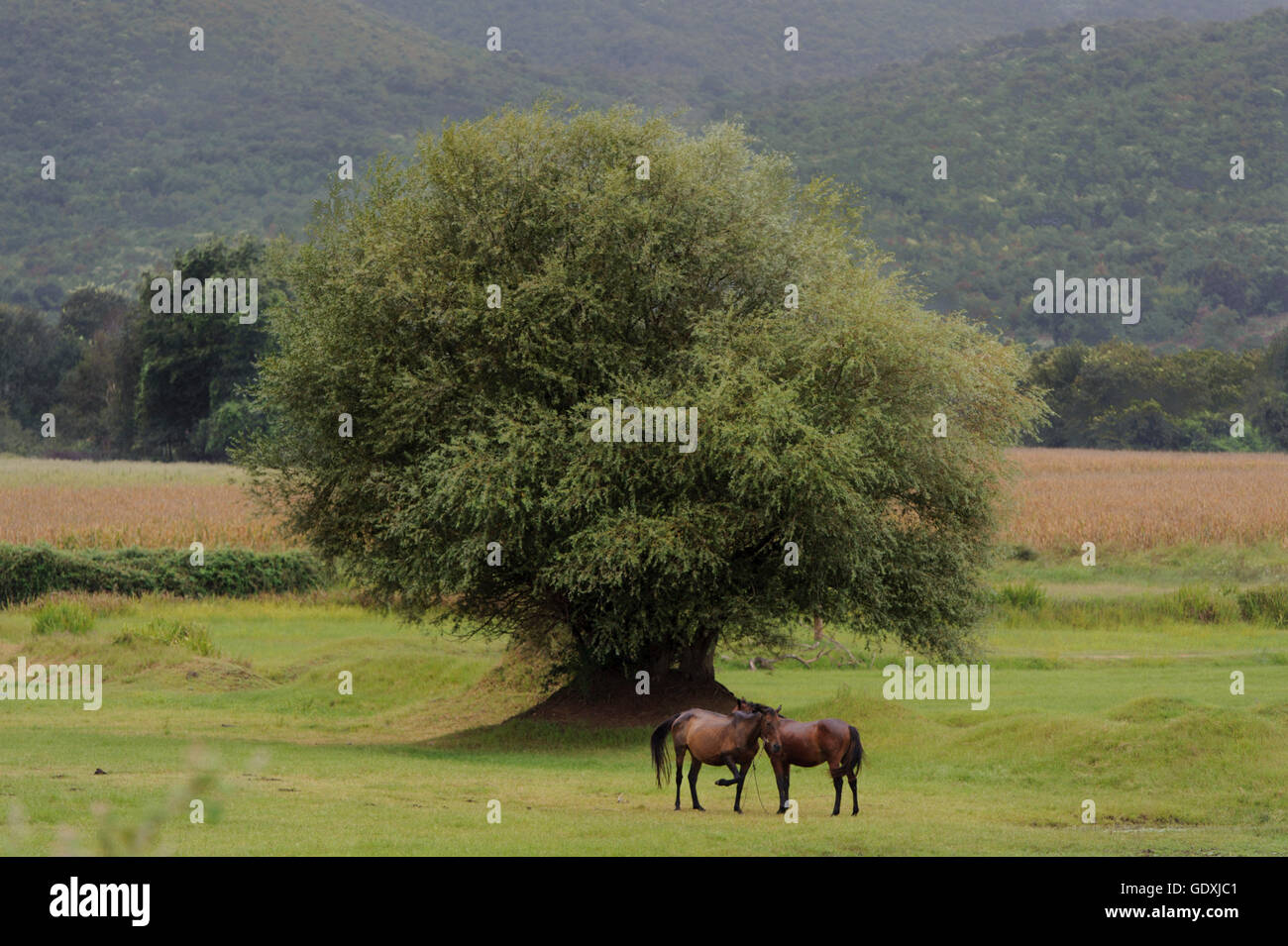 In the immediate vicinity of Lake Kerkini Stock Photo - Alamy