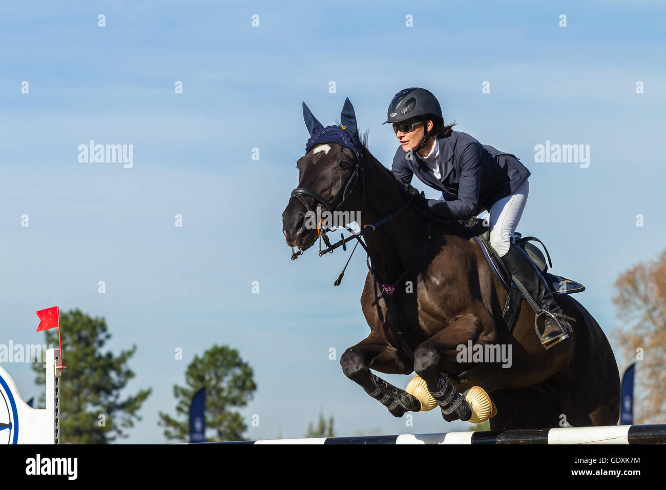 Rider horse equestrian show jumping action in arena Stock Photo - Alamy
