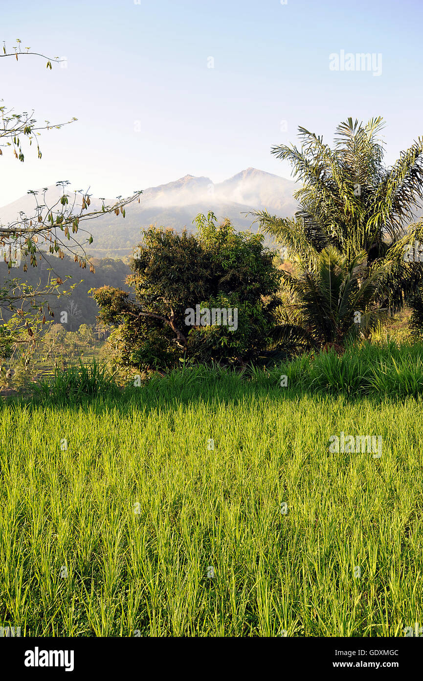 Rice fields in Lombok Stock Photo - Alamy
