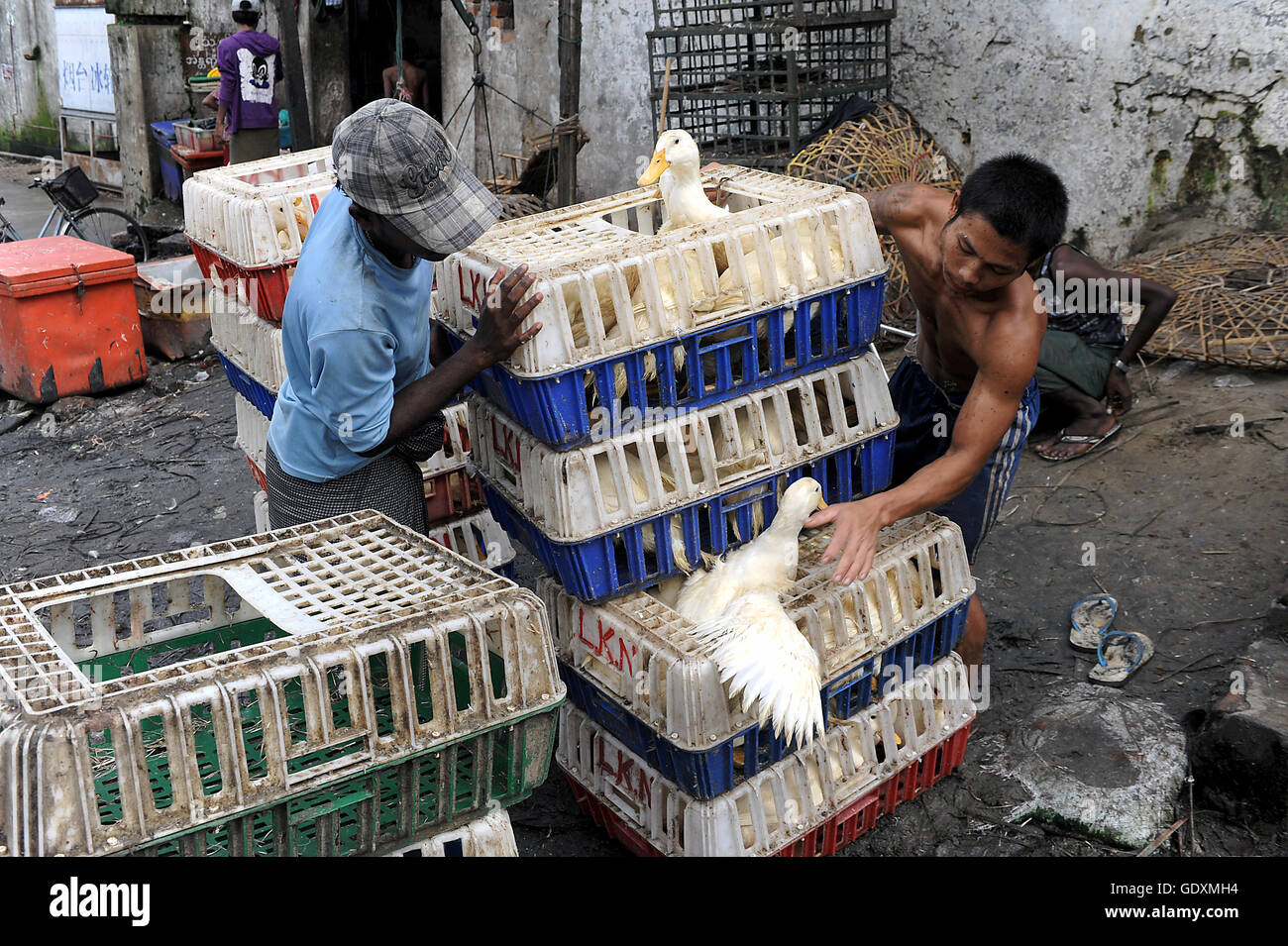 Poultry market in Yangon Stock Photo - Alamy