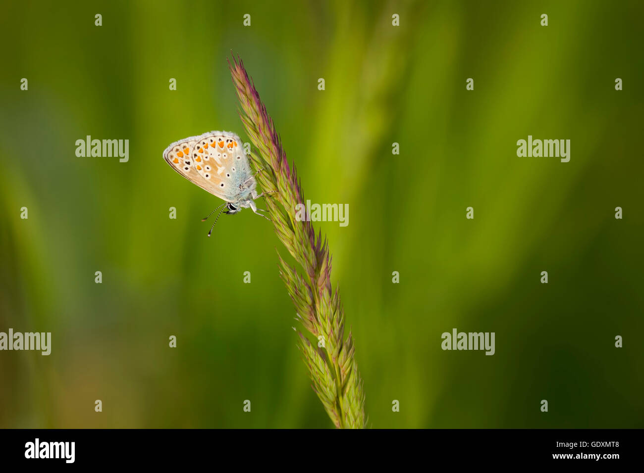 Early morning female Common Blue butterfly, Polyommatus icarus, with ...