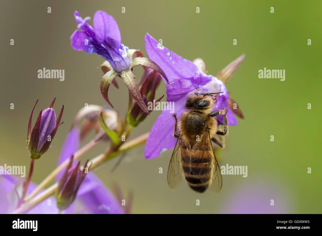 Closeup of a western honey bee or European honey bee (Apis mellifera ...