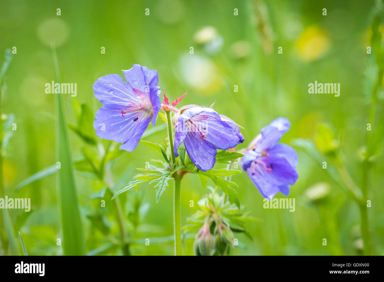 Closeup of a meadow geranium, Geranium pratense, blooming with pale ...