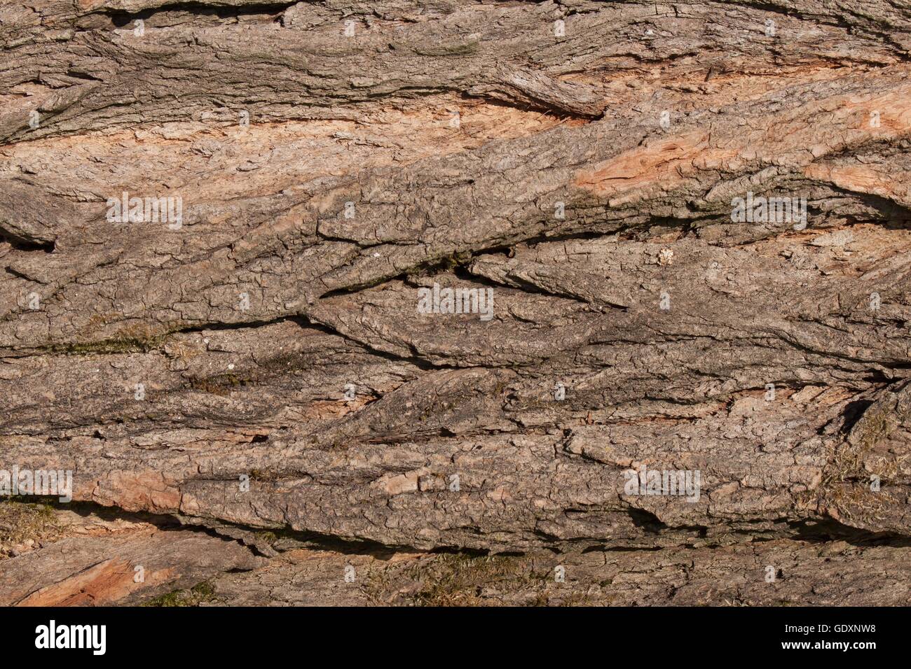 Bark Tree texture. Background of bark tree Stock Photo - Alamy