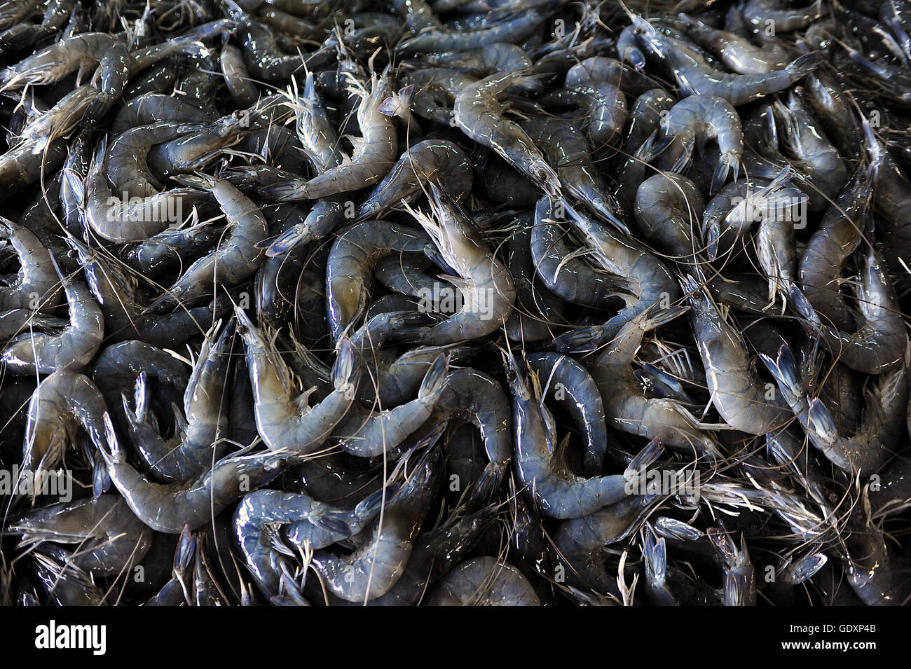 Pasar Gadong Fish market Stock Photo - Alamy