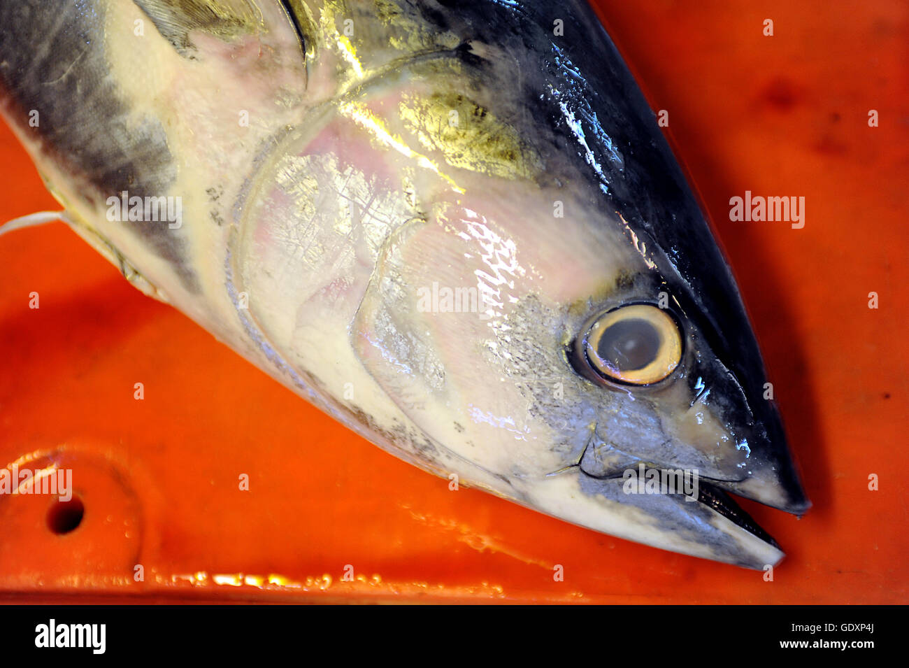 Pasar Gadong Fish market Stock Photo - Alamy