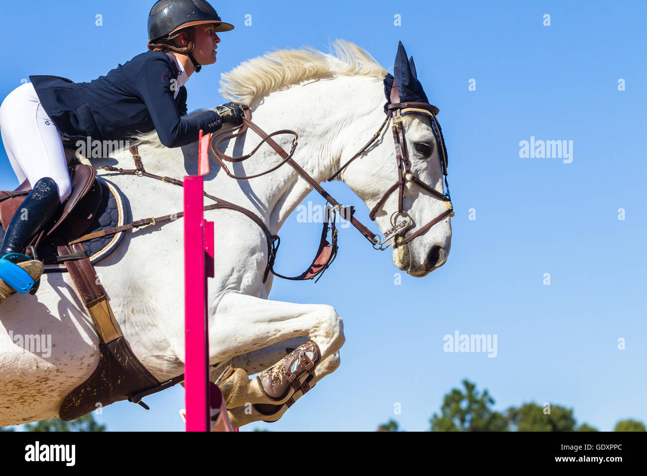 Rider horse equestrian show jumping action in arena Stock Photo - Alamy