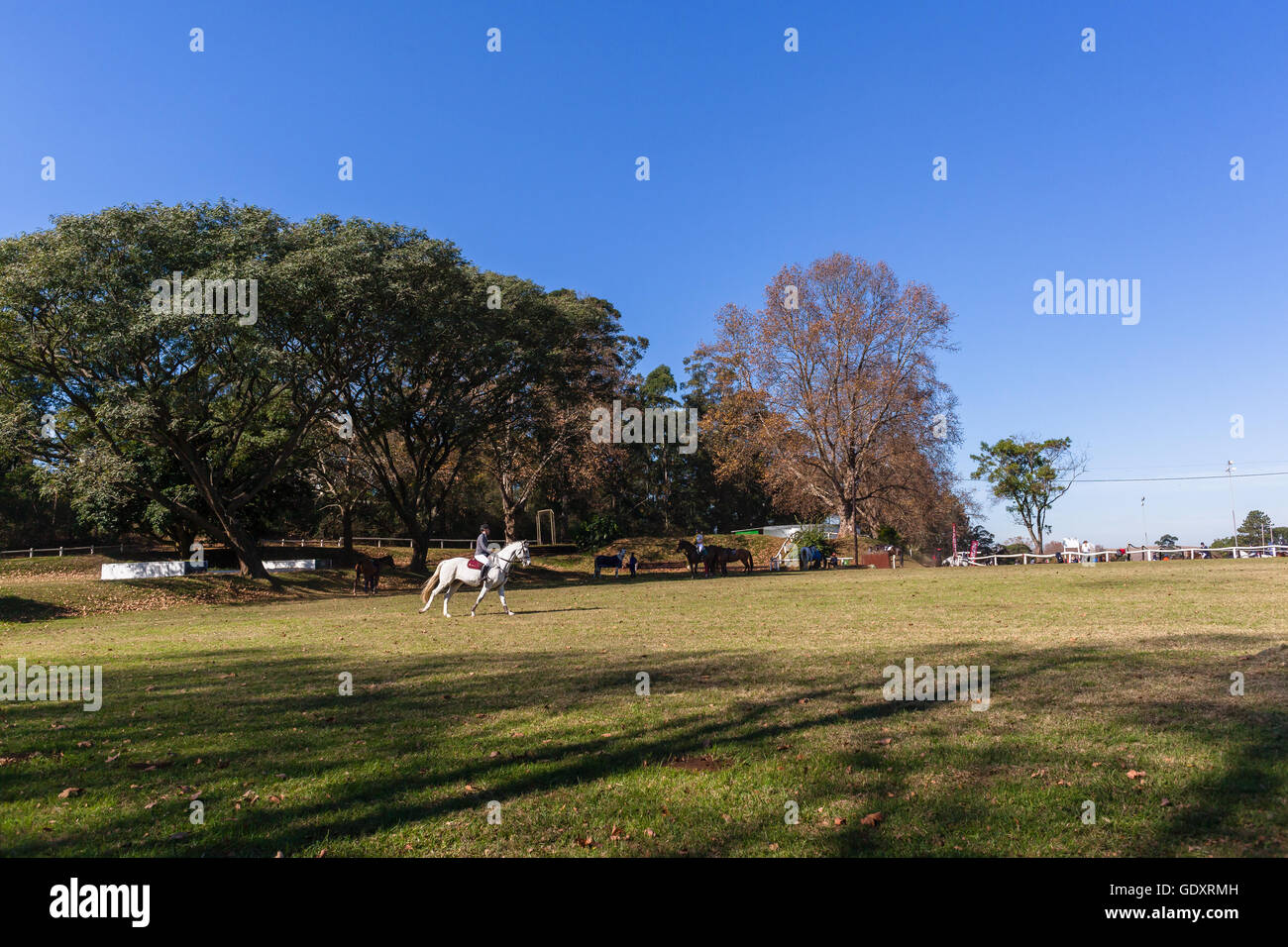 Rider horse equestrian show jumping action in arena Stock Photo - Alamy