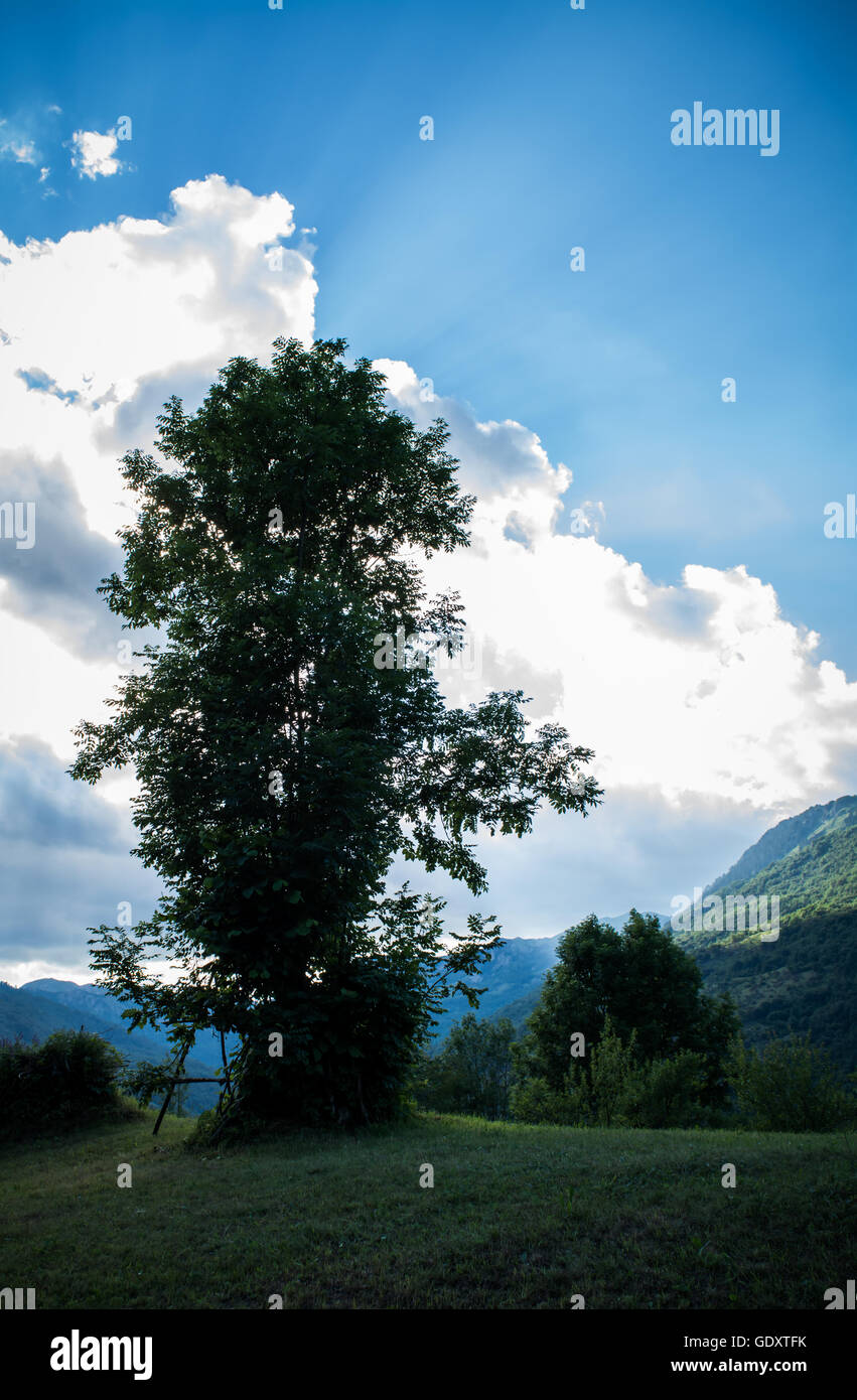Tree with mountains in the back Stock Photo - Alamy