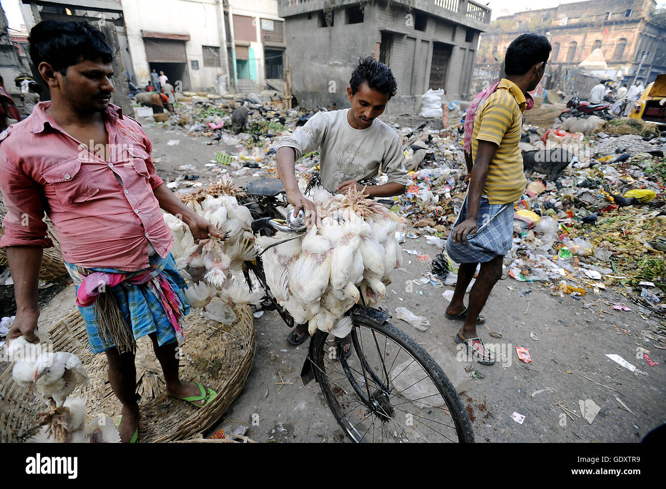 INDIA. Kolkata. 2011. Chicken bike Stock Photo - Alamy