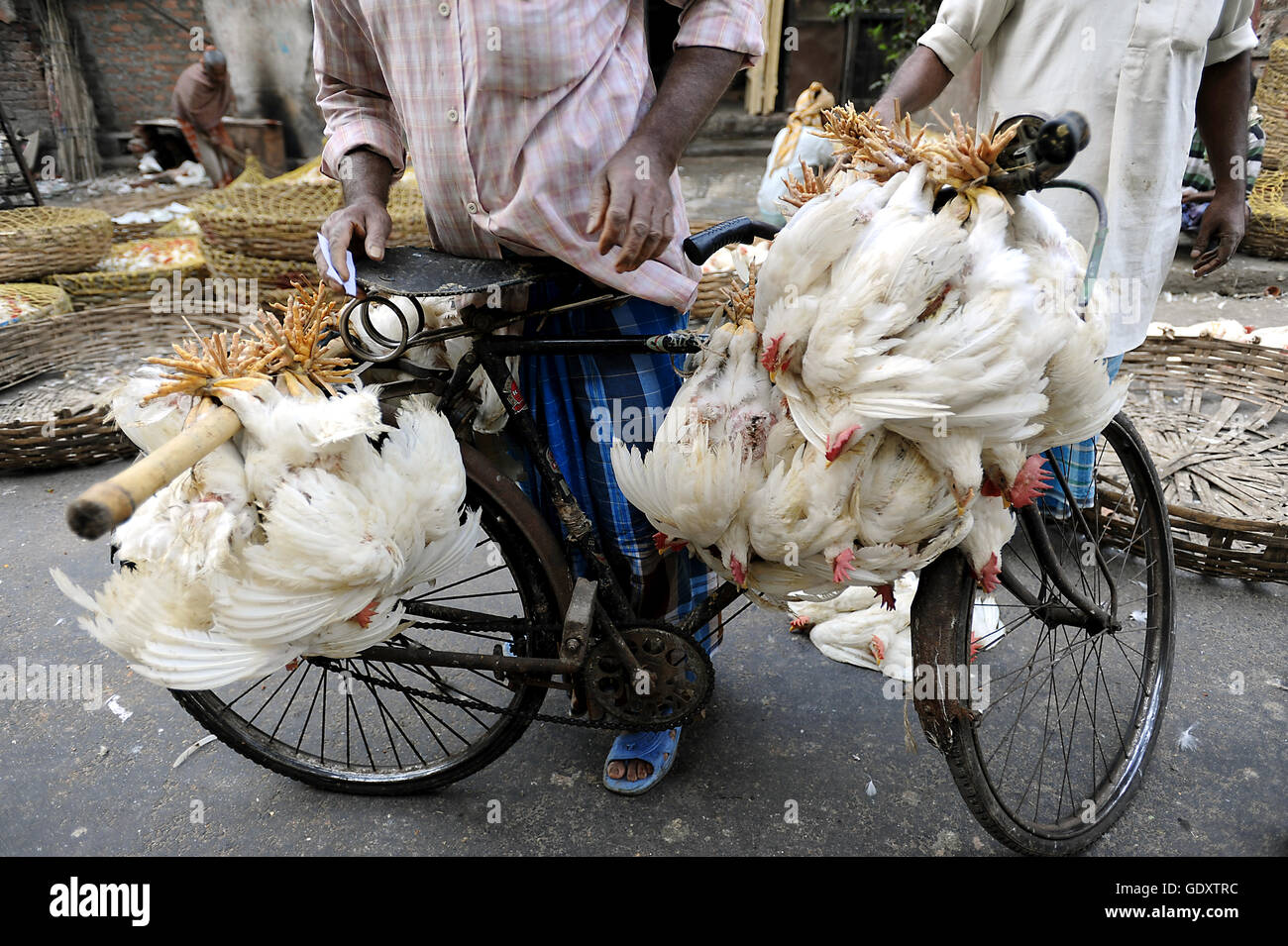 INDIA. Kolkata. 2011. Chicken bike Stock Photo - Alamy