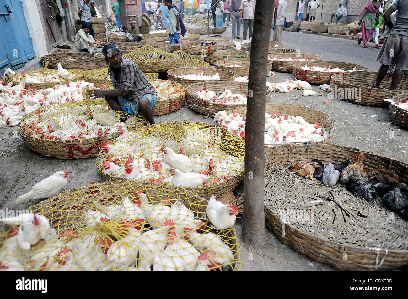 INDIA. Kolkata. 2011. Chicken market Stock Photo - Alamy