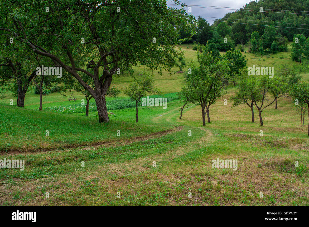 Orchard grass hay hi-res stock photography and images - Alamy