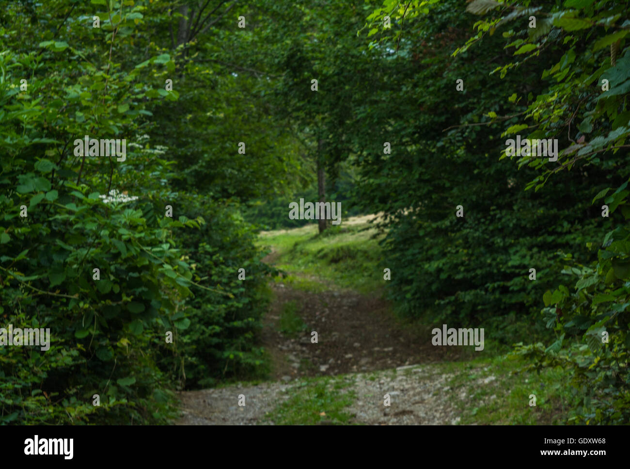 Path through forest Stock Photo - Alamy