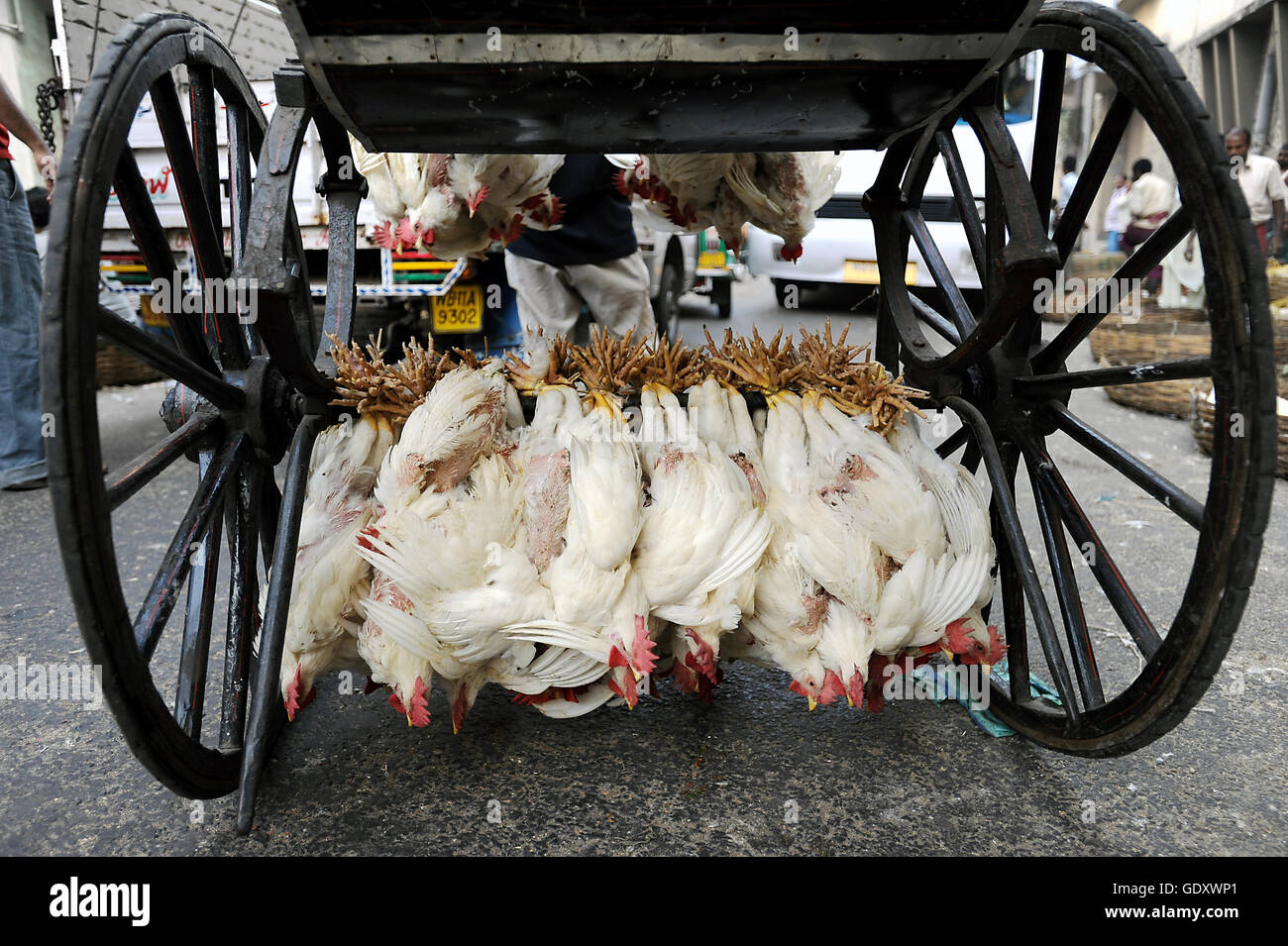 INDIA. Kolkata. 2011. Hen rickshaw Stock Photo - Alamy
