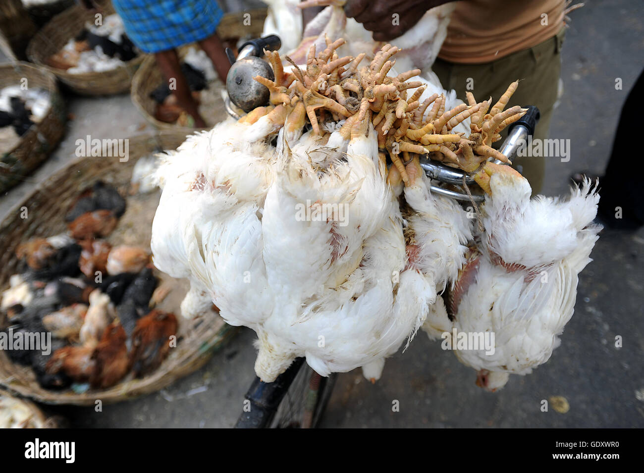 India chicken transport hi-res stock photography and images - Alamy