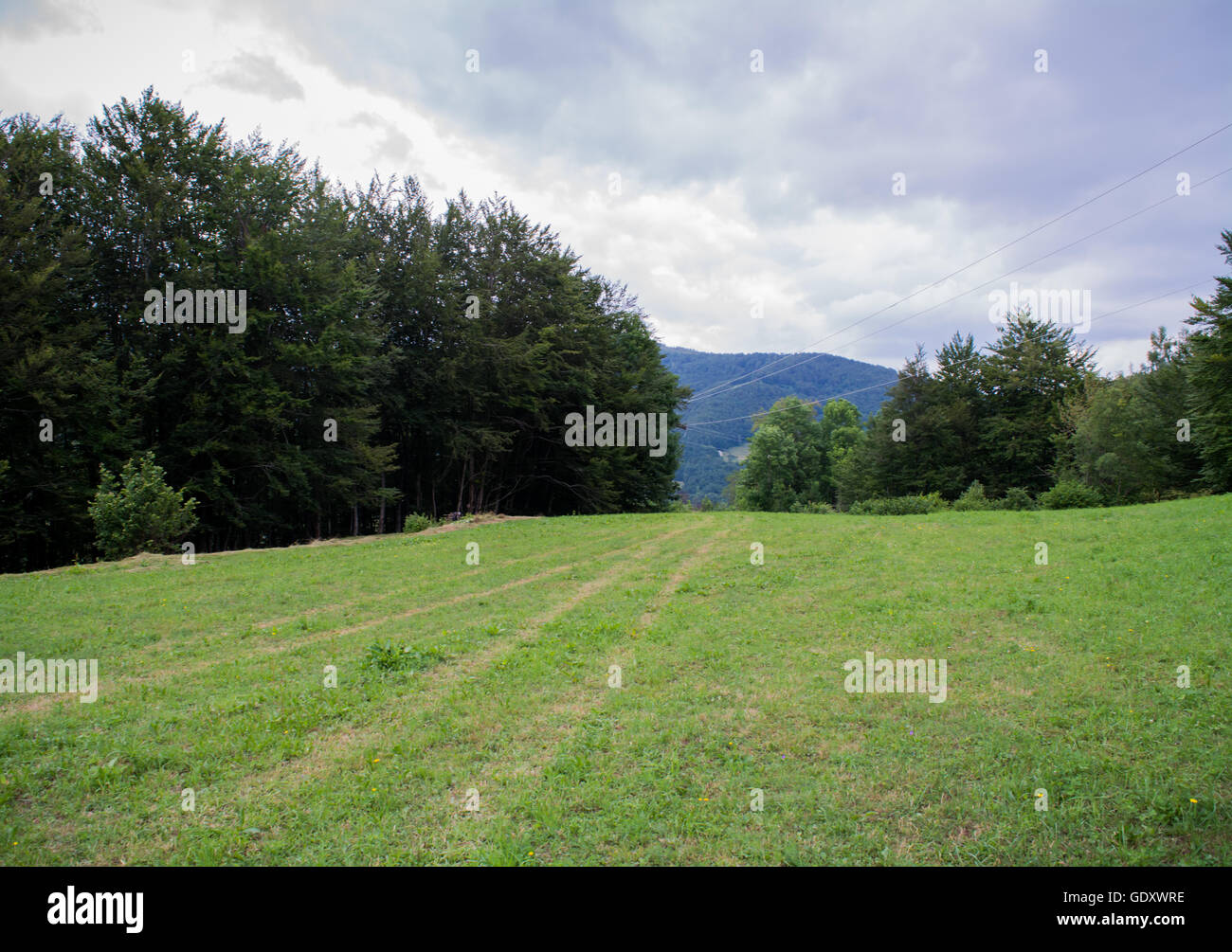 Power transmission lines through forest Stock Photo - Alamy