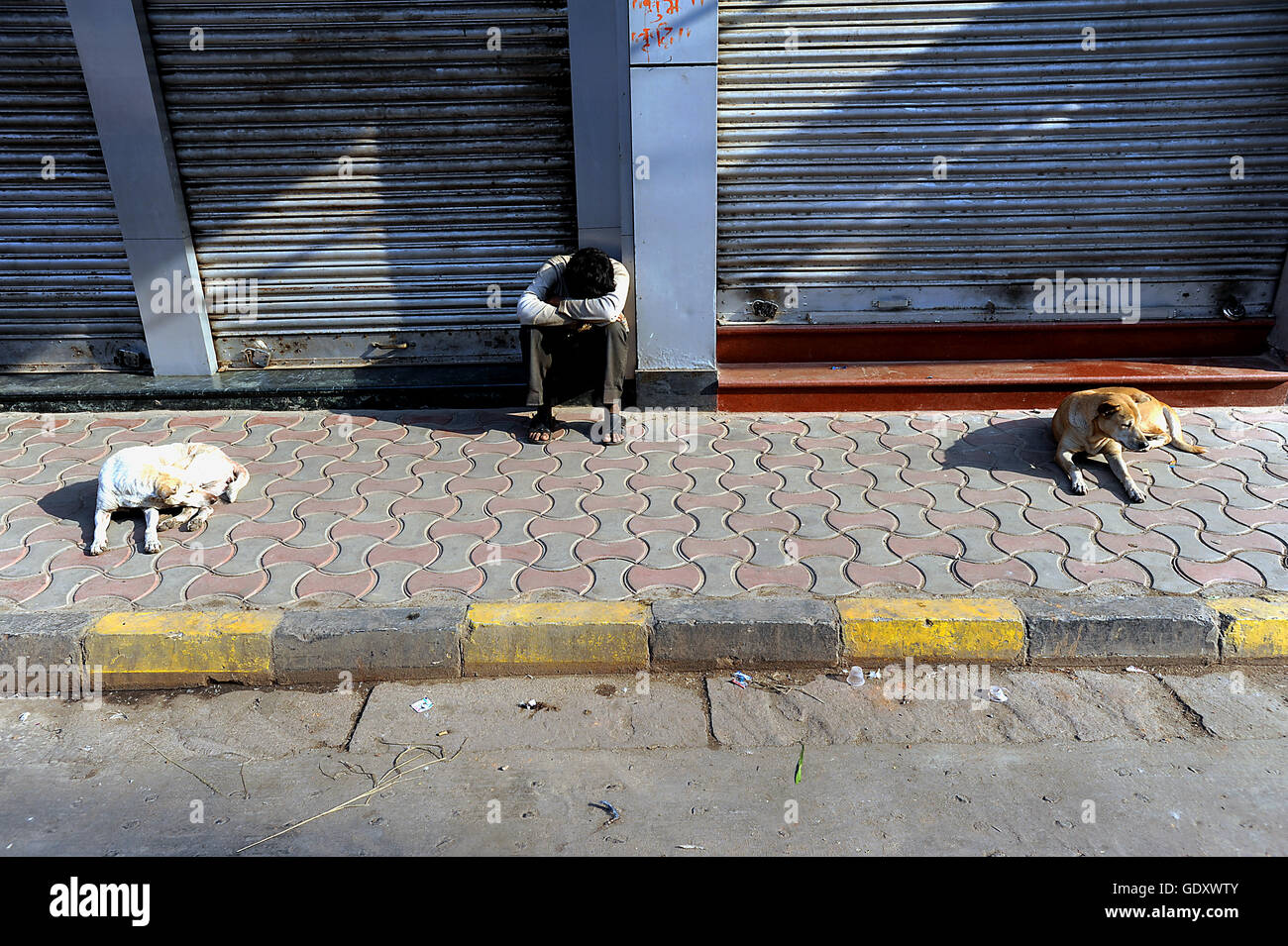 Kolkata dogs hi-res stock photography and images - Alamy