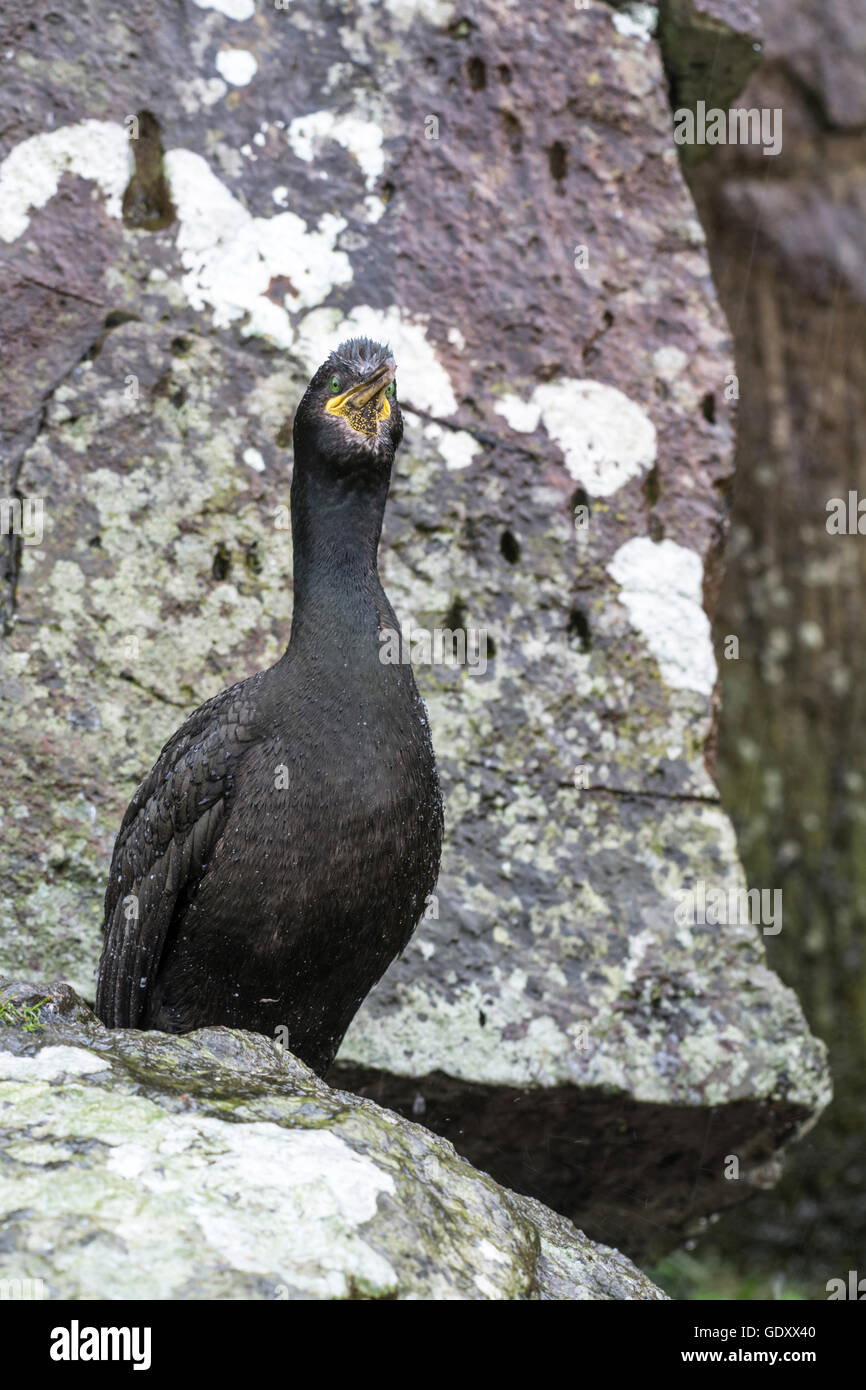 Shag bird european hi-res stock photography and images - Alamy