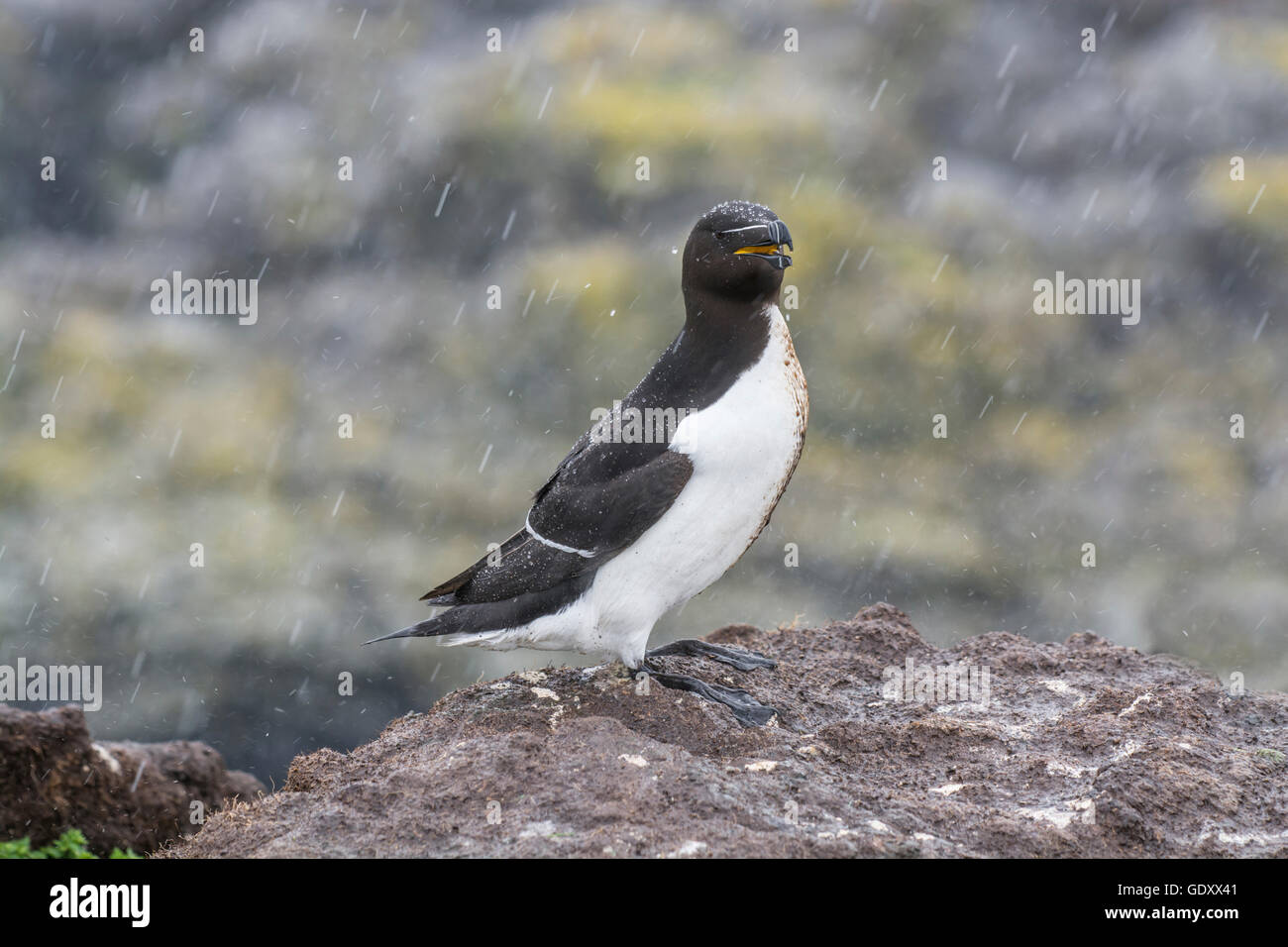 Top cliff hi-res stock photography and images - Alamy