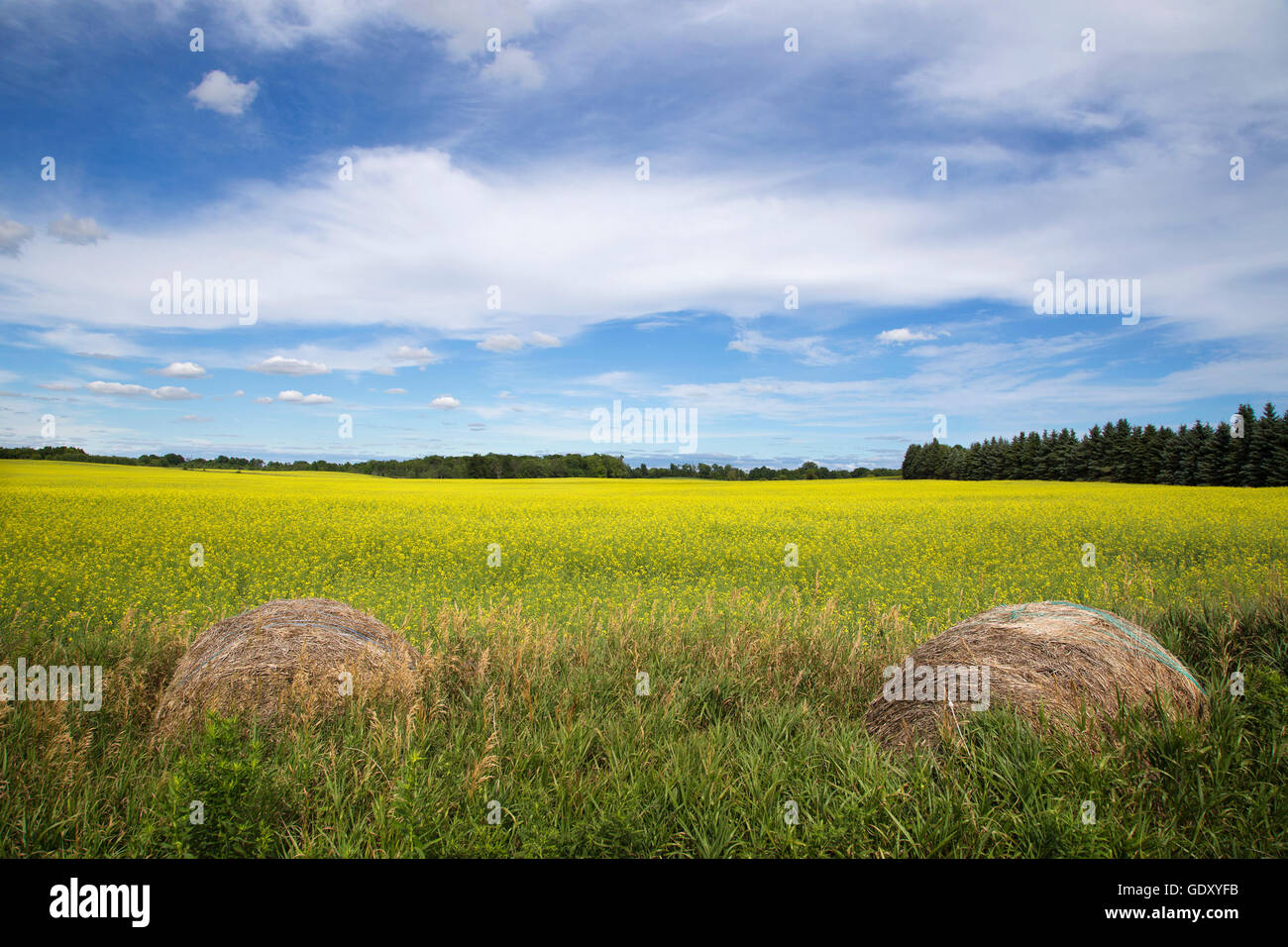 Canola field hi-res stock photography and images - Alamy