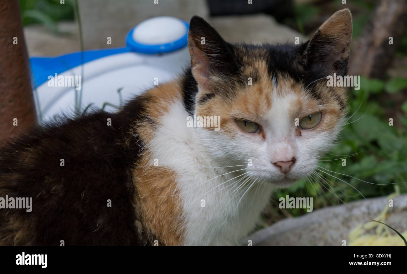 Good looking cats hi-res stock photography and images - Alamy