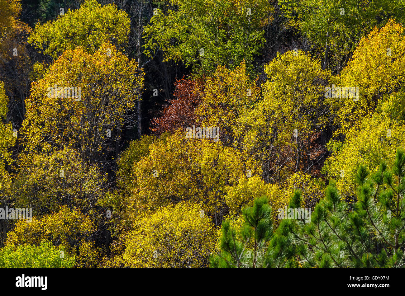 Fall colorful trees in Algonquin park . Ontario, Canada Stock Photo - Alamy
