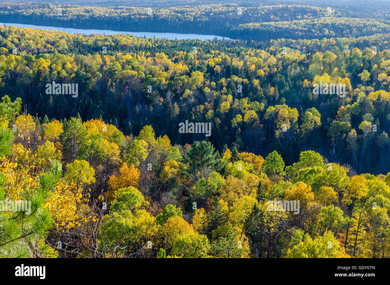 Fall colorful trees in Algonquin park . Ontario, Canada Stock Photo - Alamy