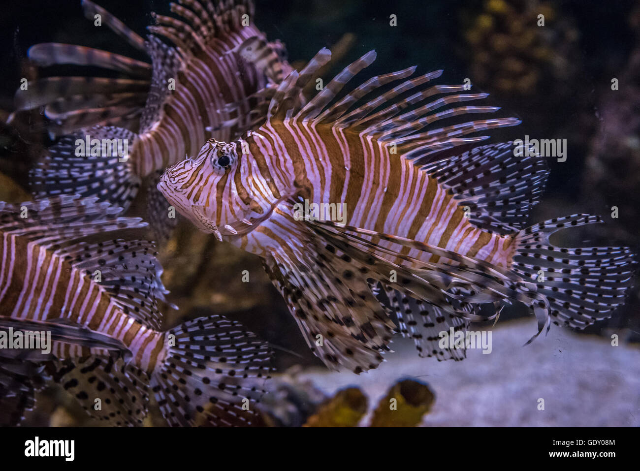 Common lionfish (Pterois miles) underwater Stock Photo - Alamy