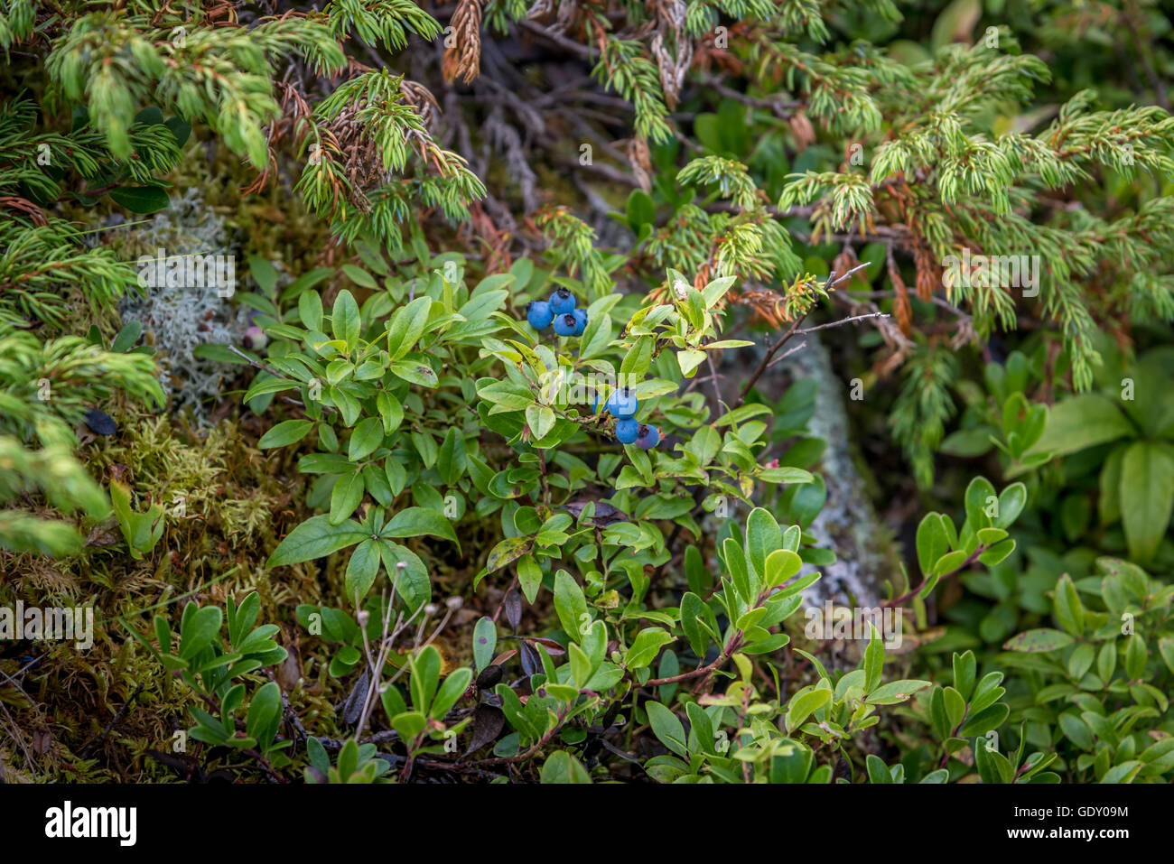 Fall blueberry hi-res stock photography and images - Alamy