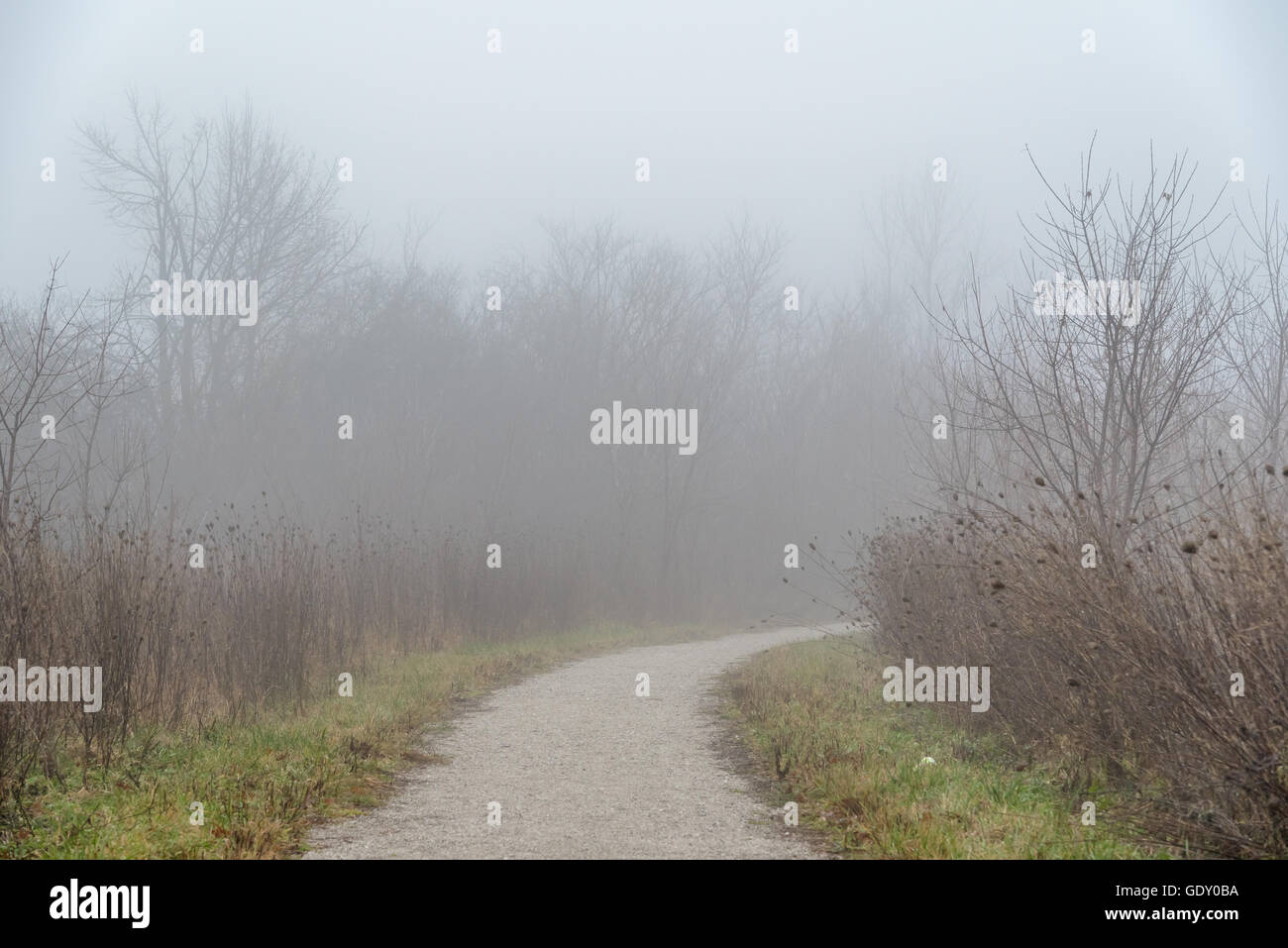 Forest path nature hi-res stock photography and images - Alamy