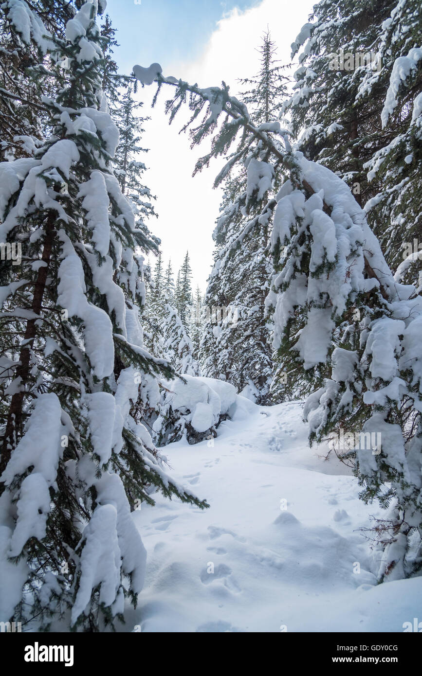 Lake louise banff winter hi-res stock photography and images - Alamy