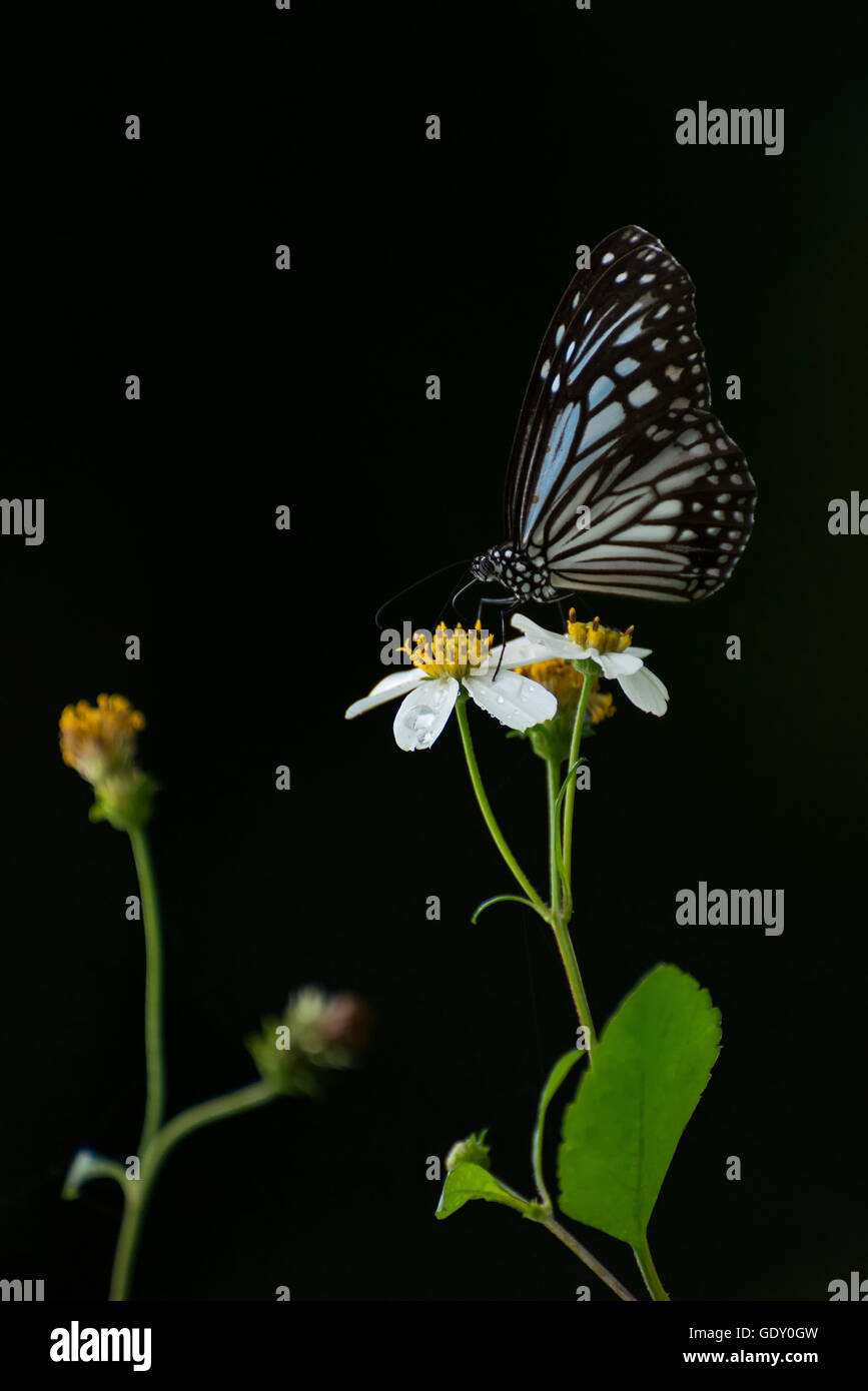 Wet flower butterfly hi-res stock photography and images - Alamy